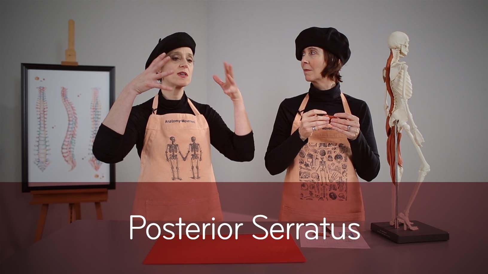 Anatomy + Movement™ Section 2: Torso | Balanced Body Education Video