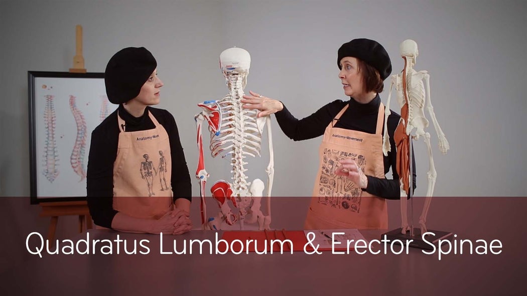 Anatomy + Movement™ Section 2: Torso | Balanced Body Education Video