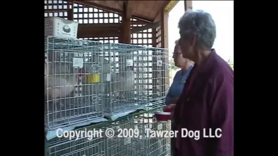 Poultry in Motion! | Tawzer Dog