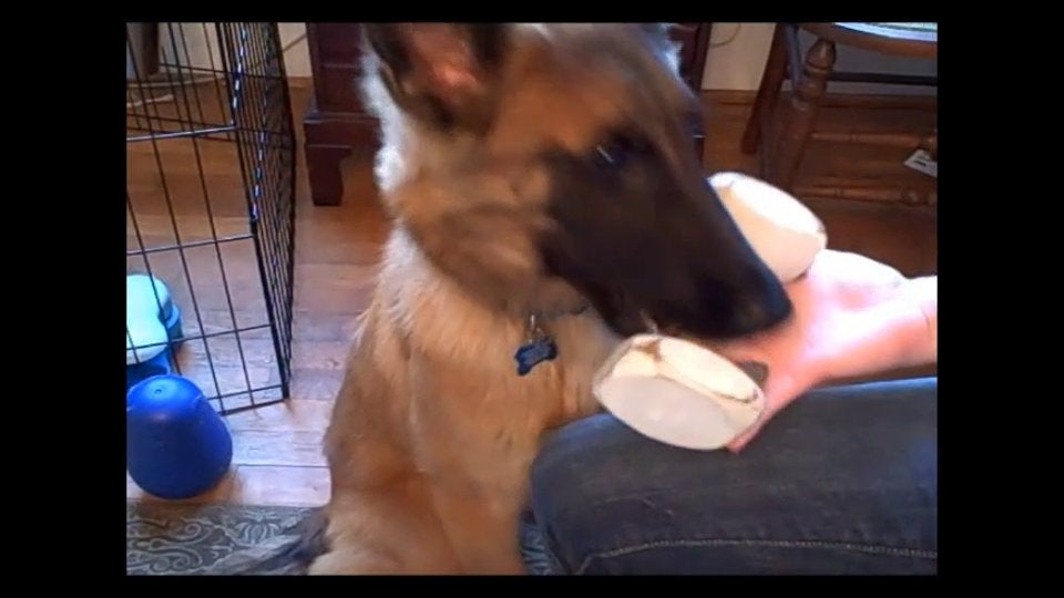 Obedience FUNdamentals | Tawzer Dog