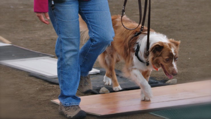 Tellington TTouch ® Techniques: Walking in Balance With Your Dog ...