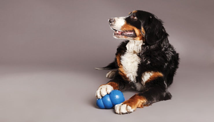 Enrichment and Why Your Dog Needs It | Tawzer Dog