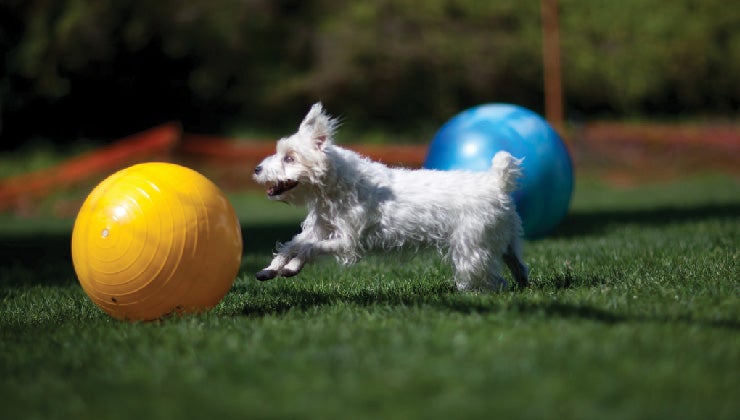 Beginning Treibball | Tawzer Dog