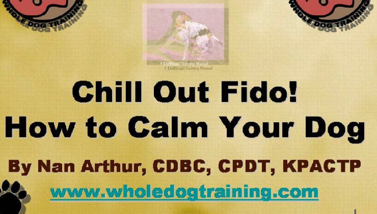 Chill Out Fido! How to Calm Your Dog | Tawzer Dog