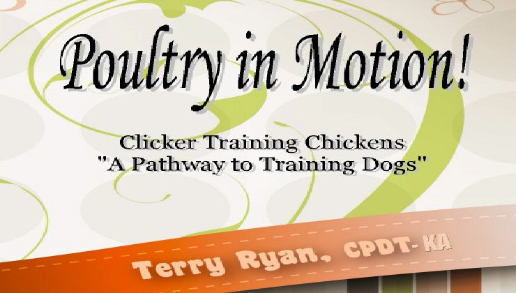 Poultry in Motion! | Tawzer Dog