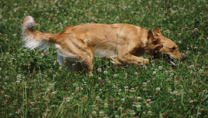 Systematic Evaluation of a Detection Dog Candidate | Tawzer Dog