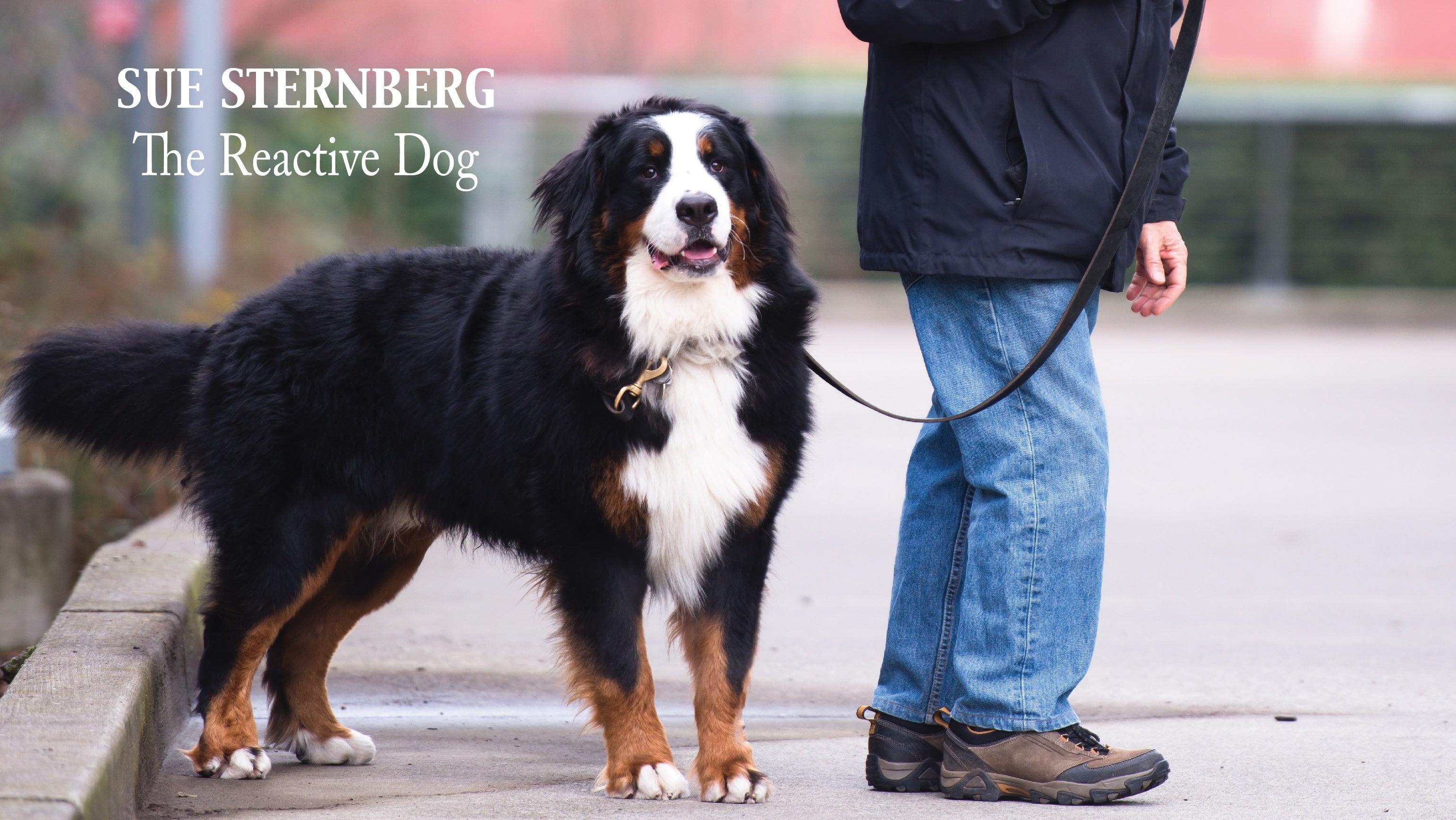 The Reactive Dog | Tawzer Dog