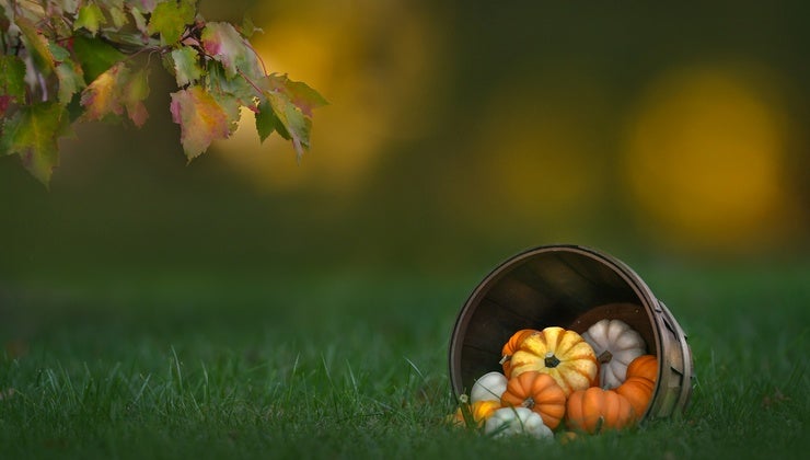 Finding North Educational Resources for Photographers | Finding North Autumn Dream Background