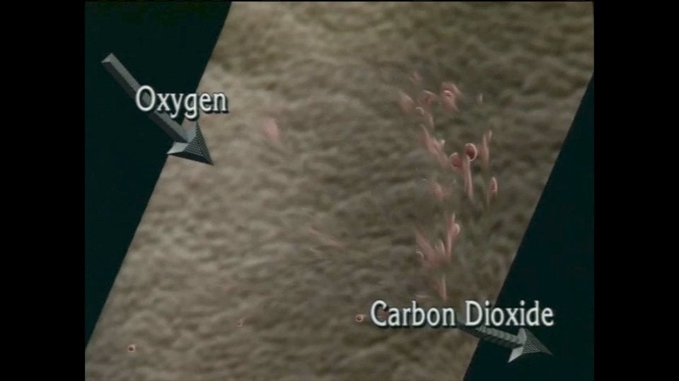 Get Started: The Oxycise! Basic Breath & Techniques