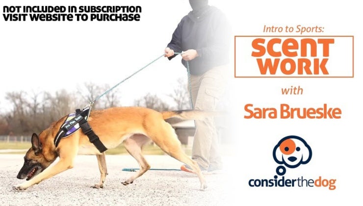 Consider The Dog | Intro to Sports: Scent Work