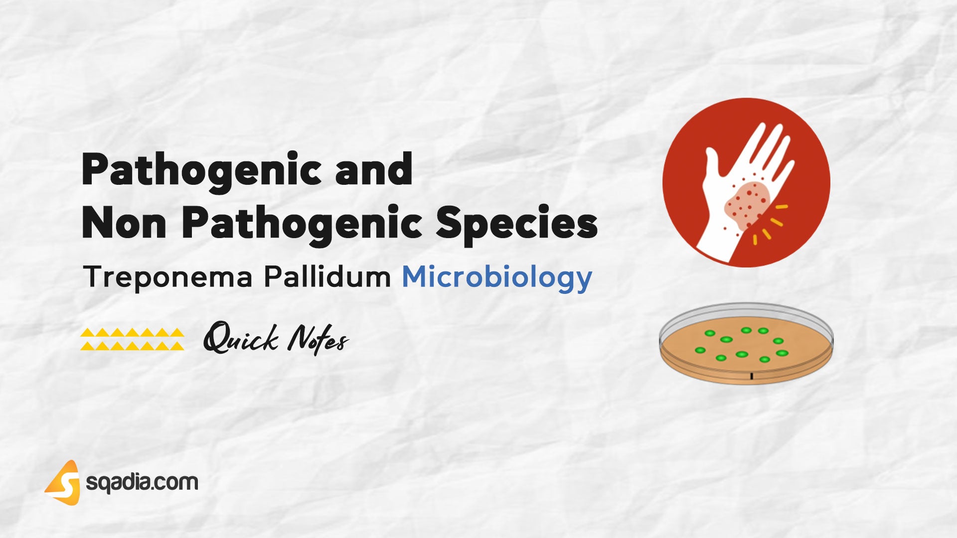 Treponema Pallidum - Pathogenic and Non-Pathogenic species