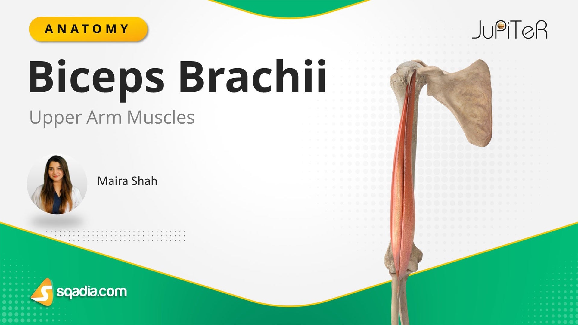 Upper Arm Muscles - Biceps Brachii